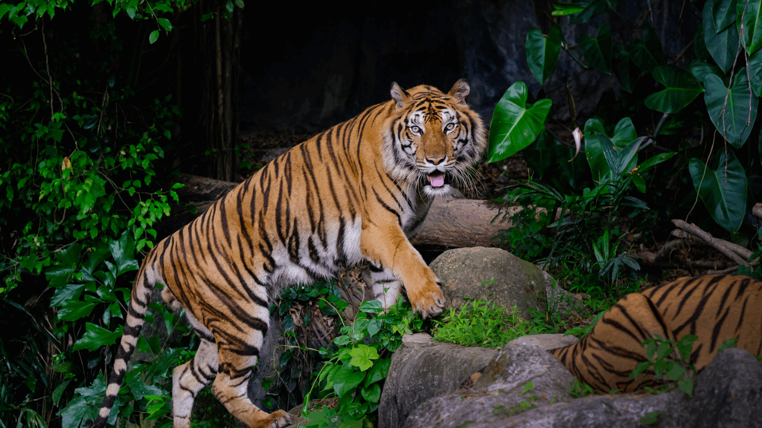 Tiger Spotting in India Guide